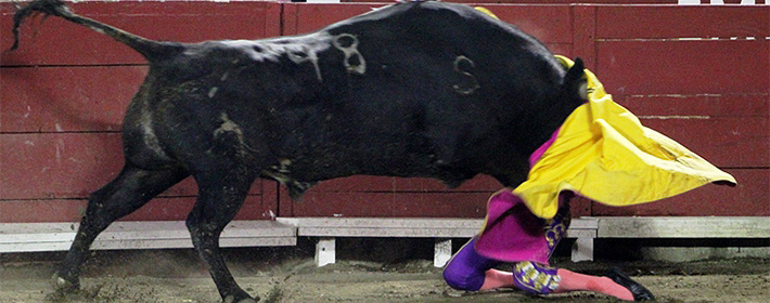 Operan con éxito a la matadora Hilda Tenorio | ESTO en línea